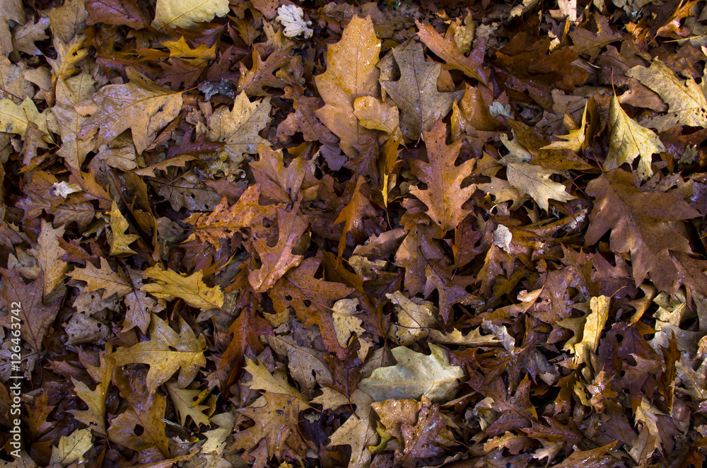 herst in aantocht Stock Photo | Adobe Stock