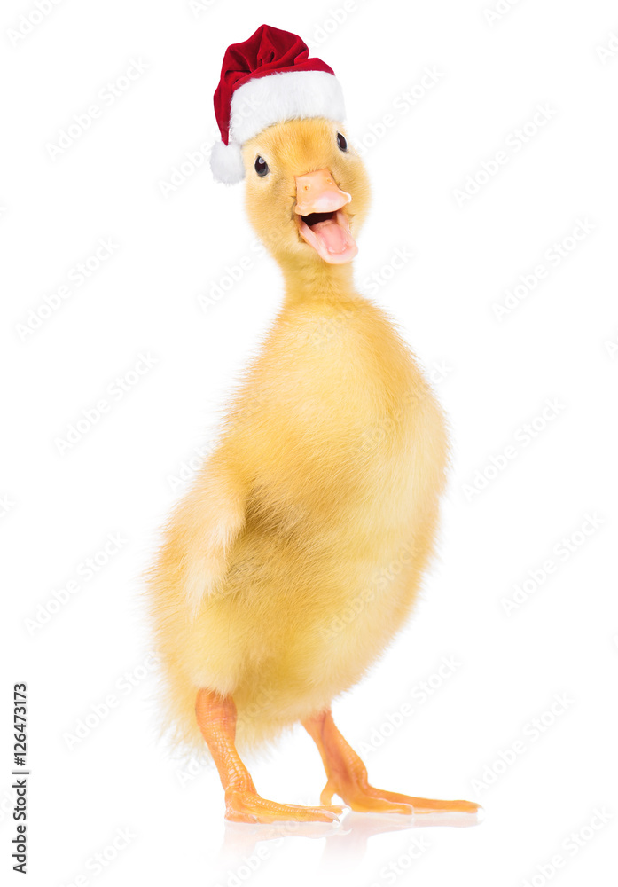 Beautiful little yellow duckling in red Christmas Santa hat. Cute ...
