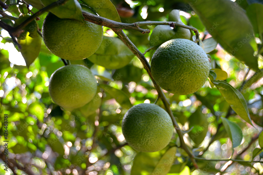 Trees bear a type of Japanese citrus fruit in Fukuoka city, JAPAN. It ...
