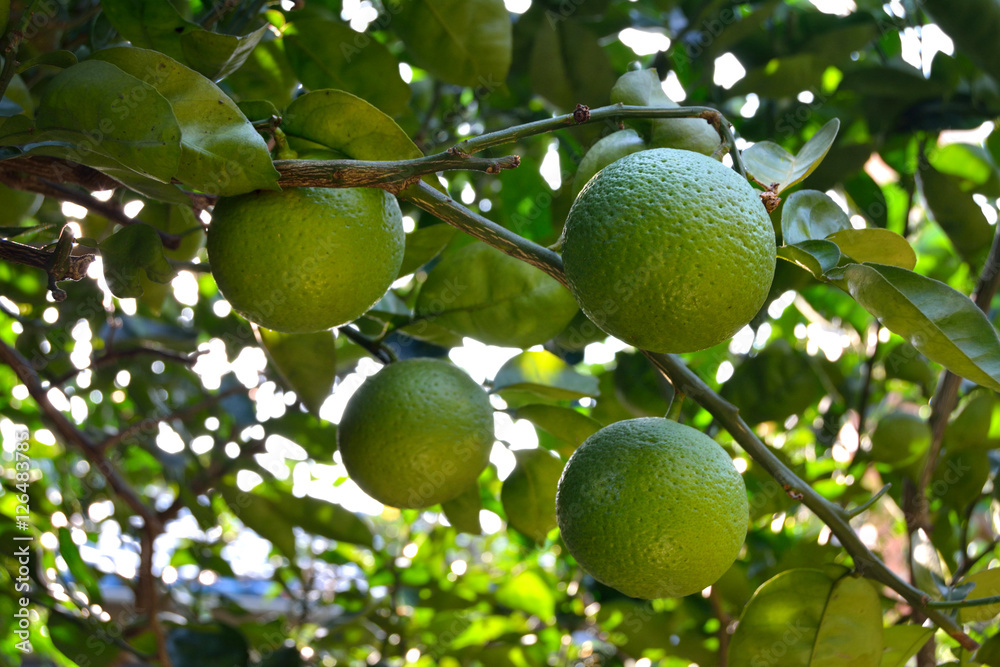 Trees bear a type of Japanese citrus fruit in Fukuoka city, JAPAN. It ...