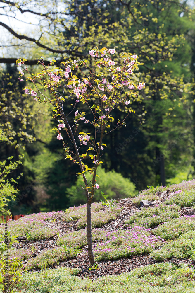 young cherry tree Stock Photo | Adobe Stock
