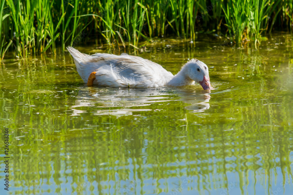 Canards mulard désherbant des rizières bio. foto de Stock | Adobe Stock