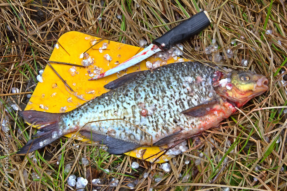 Cleaning fish in nature (kitchen truck, field kitchen). Food ...