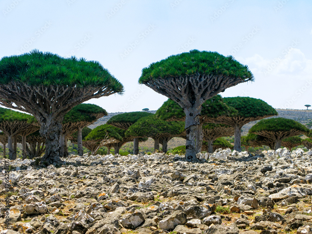 Dragon tree forest, endemic plant of Socotra island, Yemen Stock Photo ...