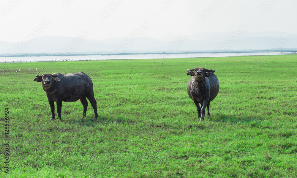 Buffalo on the prairie Stock Photo | Adobe Stock