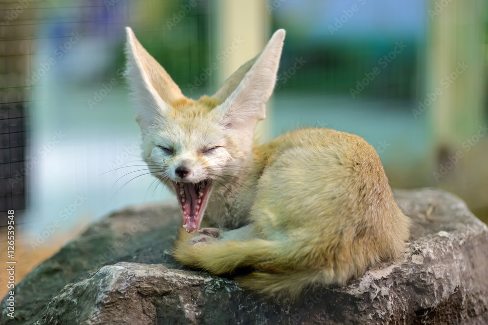 Fennec Fox Photos | Adobe Stock