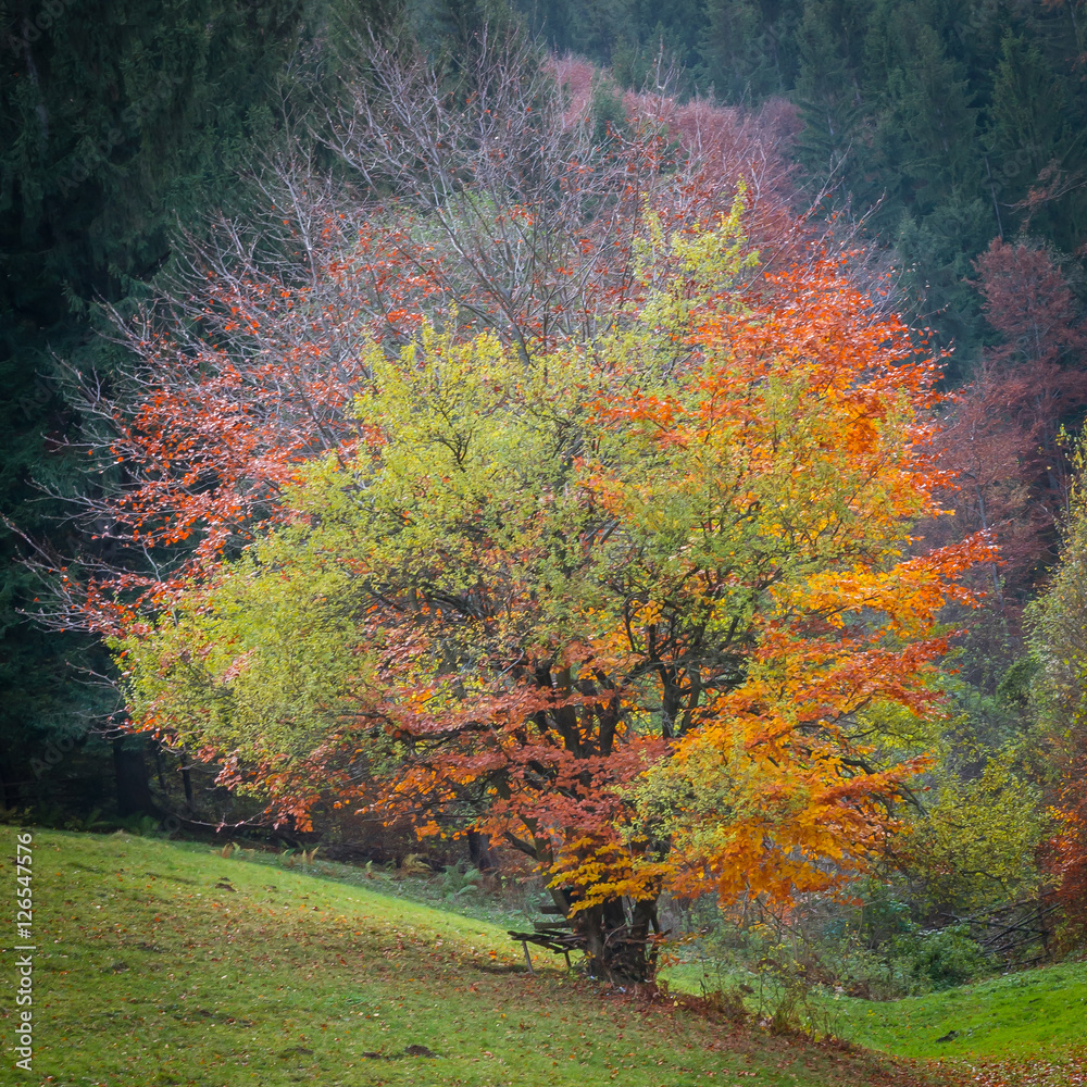 Four season tree. Spring Summer Fall and Winter in only one tree in ...