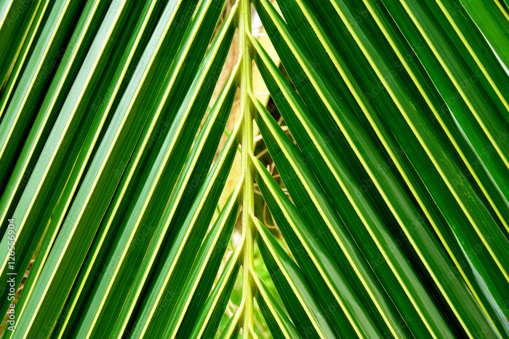 Coconut leaves on texture background. Stock Photo | Adobe Stock