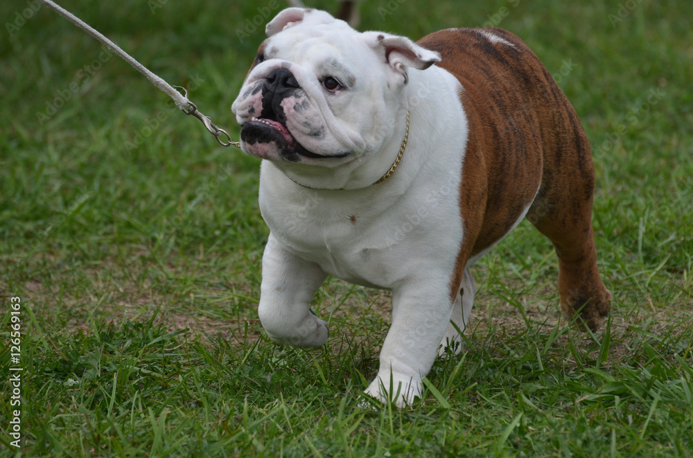 Bulldog Walking on a Leash Stock Photo | Adobe Stock