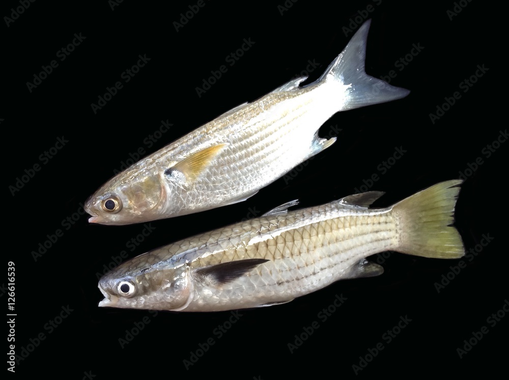 Flathead gray mullet fish and diamond scale mullet fish isolated on ...
