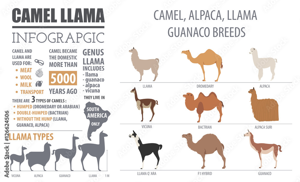Llama Vs Alpaca And Guanaco