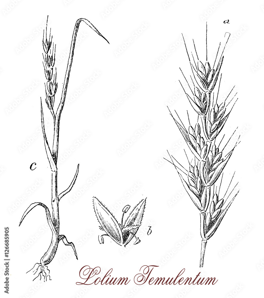Poison Grass Drawing