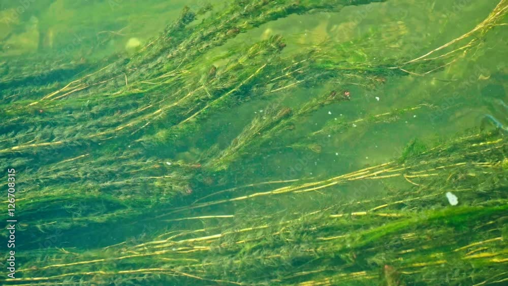 Swamp background, texture of green algae in water Stock Video | Adobe Stock