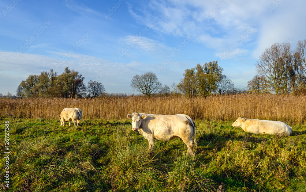Three cream-colored cows grazing in a Dutch nature reserve Stock Photo ...