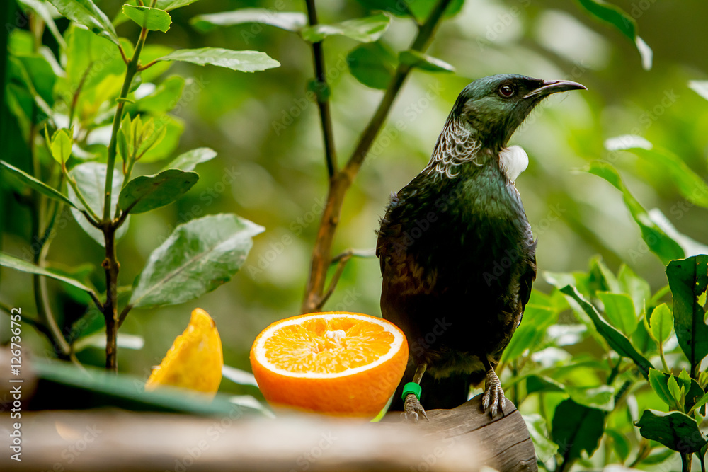 Tui Bird/ a native of New Zealand, the male Tui with it's white Stock ...