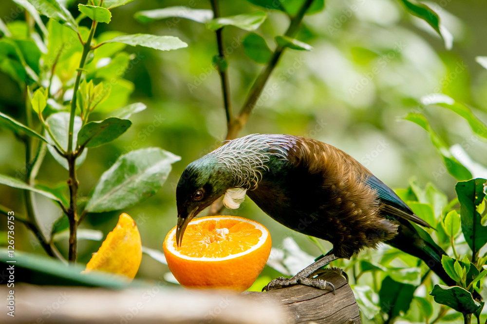 Tui Bird/ a native of New Zealand, the male Tui with it's white Stock ...