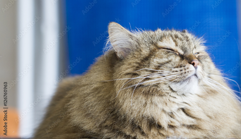 Brown Tiger Cat Breed