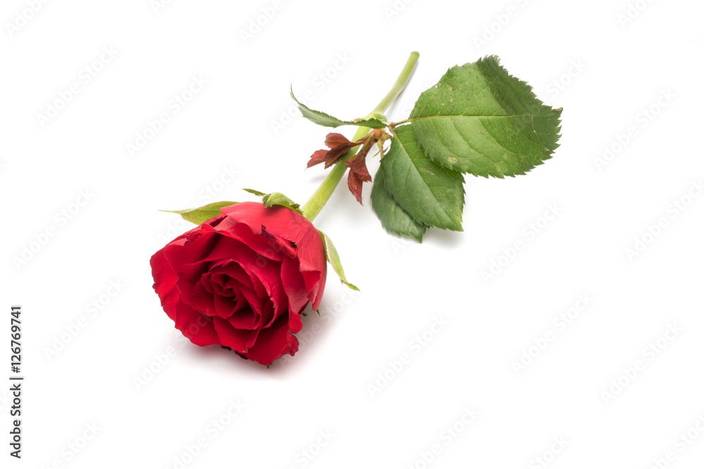 Rose auf weißen Hintergrund Stock Photo | Adobe Stock