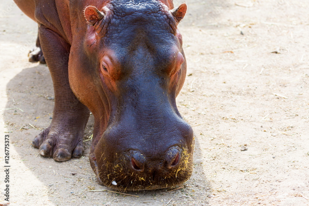 The common hippopotamus, or hippo, is a large, mostly herbivorous ...