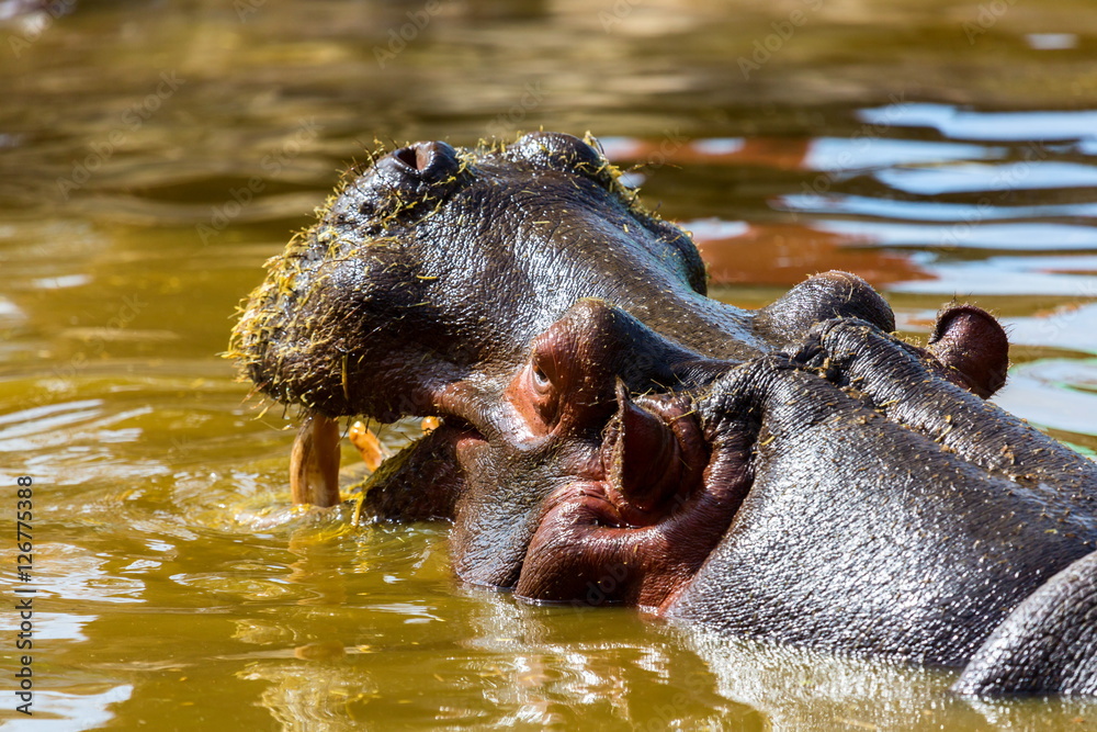 The common hippopotamus, or hippo, is a large, mostly herbivorous ...