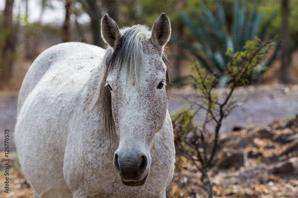 The mustang is a free-roaming horse of Mexico that descended from ...