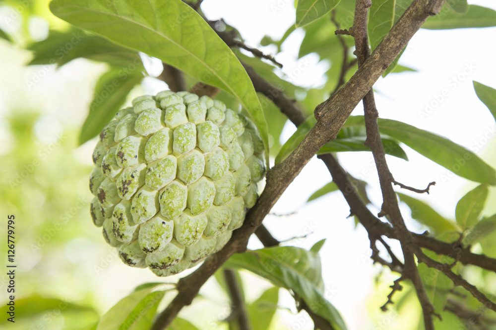 Anon fruit (Annona squamosa) Stock Photo | Adobe Stock