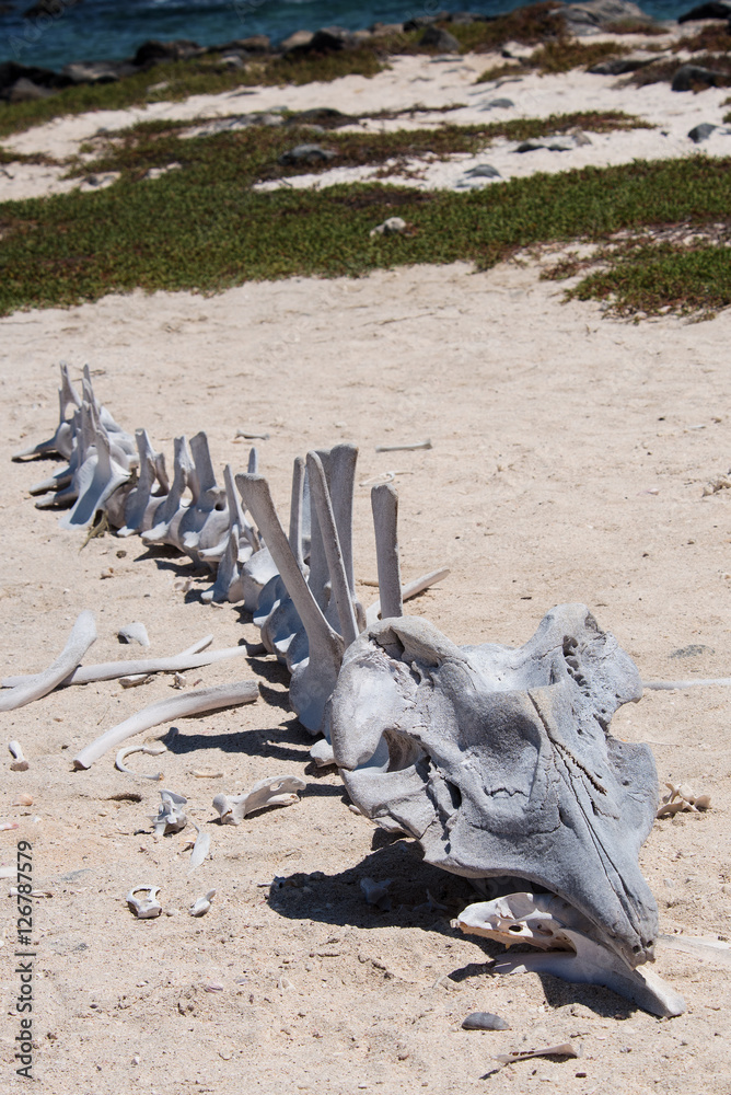 Whale Skeleton On Beach