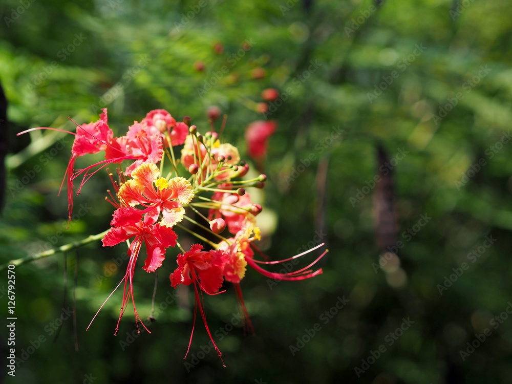 Caesalpinia pulcherrima Flower or Peacock Flower, Red color in g Stock ...