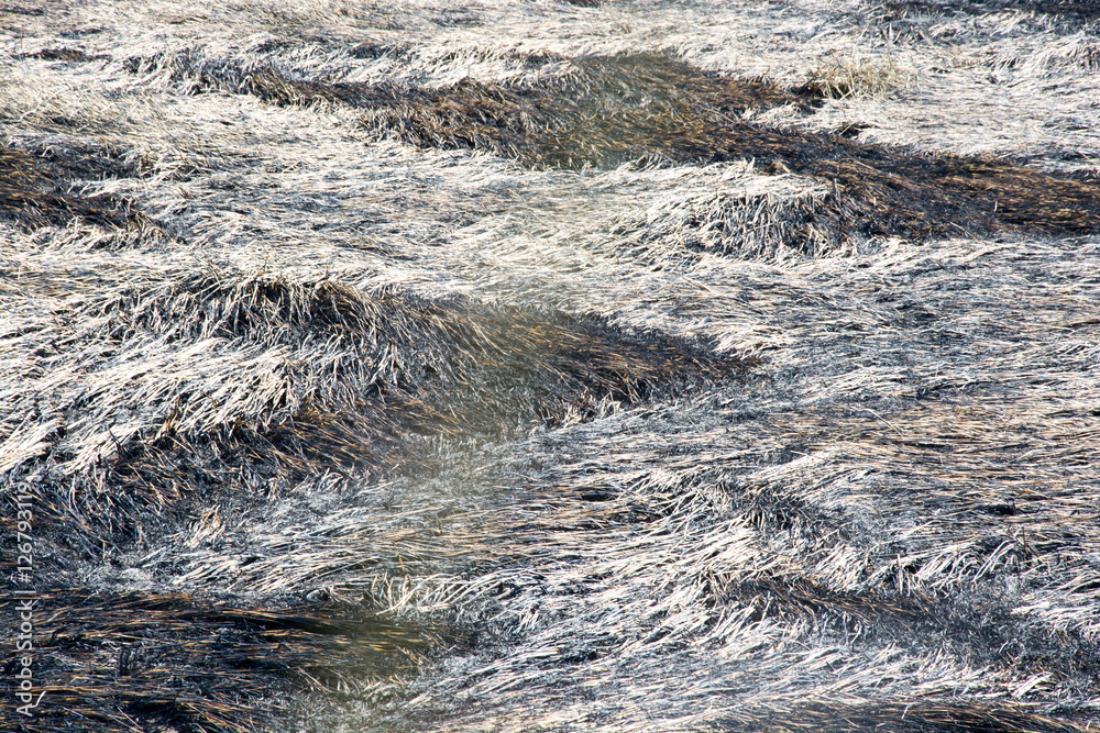 The remains were burned to burn rice straw left but ashes filled Stock ...