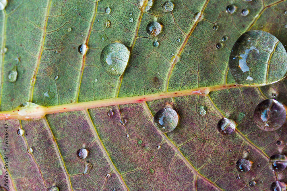 Close up macro abstract of underside of green and purple smoke bush ...