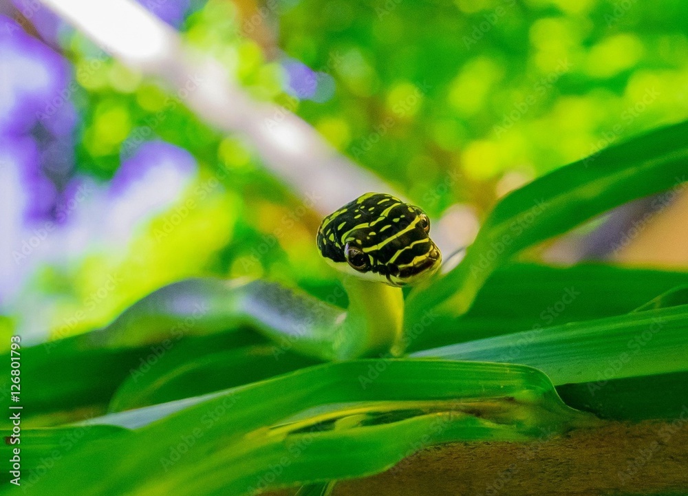 green snake (Chrysopelea ornata) named Golden tree snake, ornate flying ...
