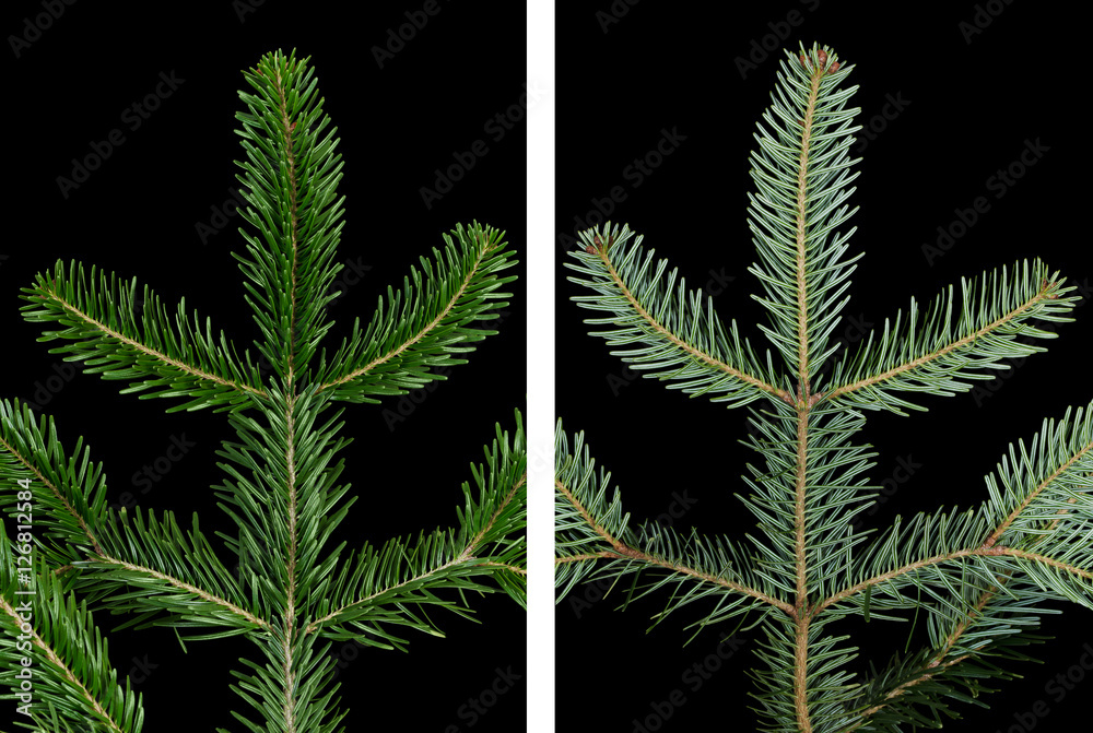 European silver fir branch upper side on black background. Foliage of ...