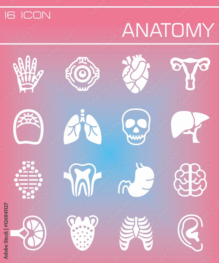 Vector Anatomy icon set Stock Vector | Adobe Stock