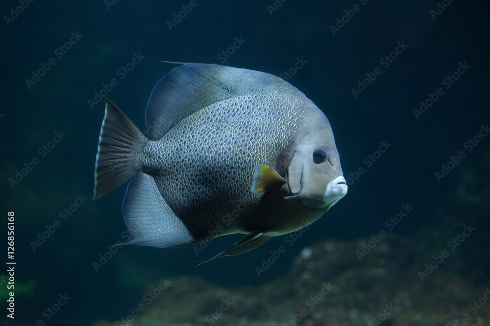 Grey Angelfish