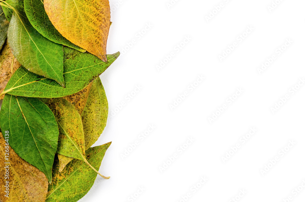 Poster one side frame from pied autumn leaves isolated – Tableau ...