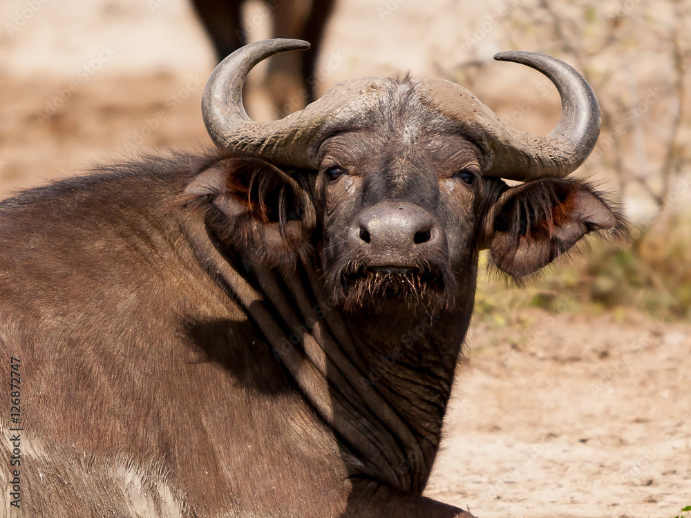 Cape buffalo Stock Photo | Adobe Stock