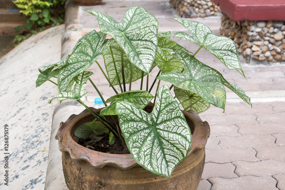 colorful of Fancy Leaved Caladium,dot color leaf,colorful of leaf Stock ...