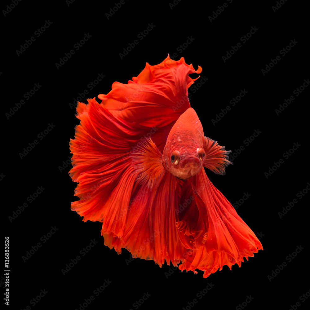 Pose of Red fighting fish, Red Fighting fish on balck background Stock ...