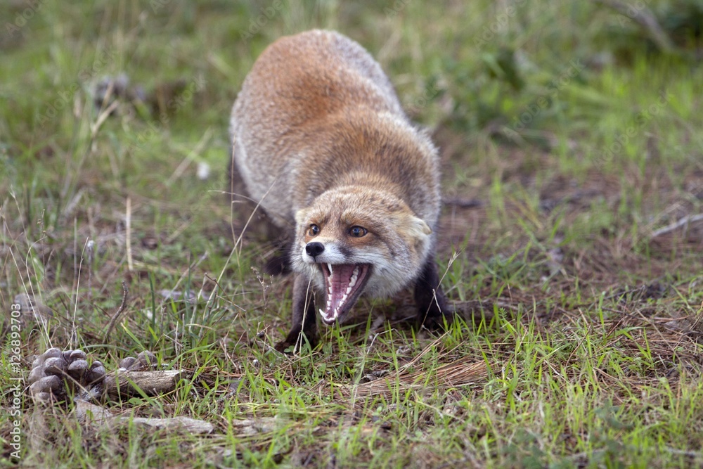 Aggressive red fox Stock Photo | Adobe Stock