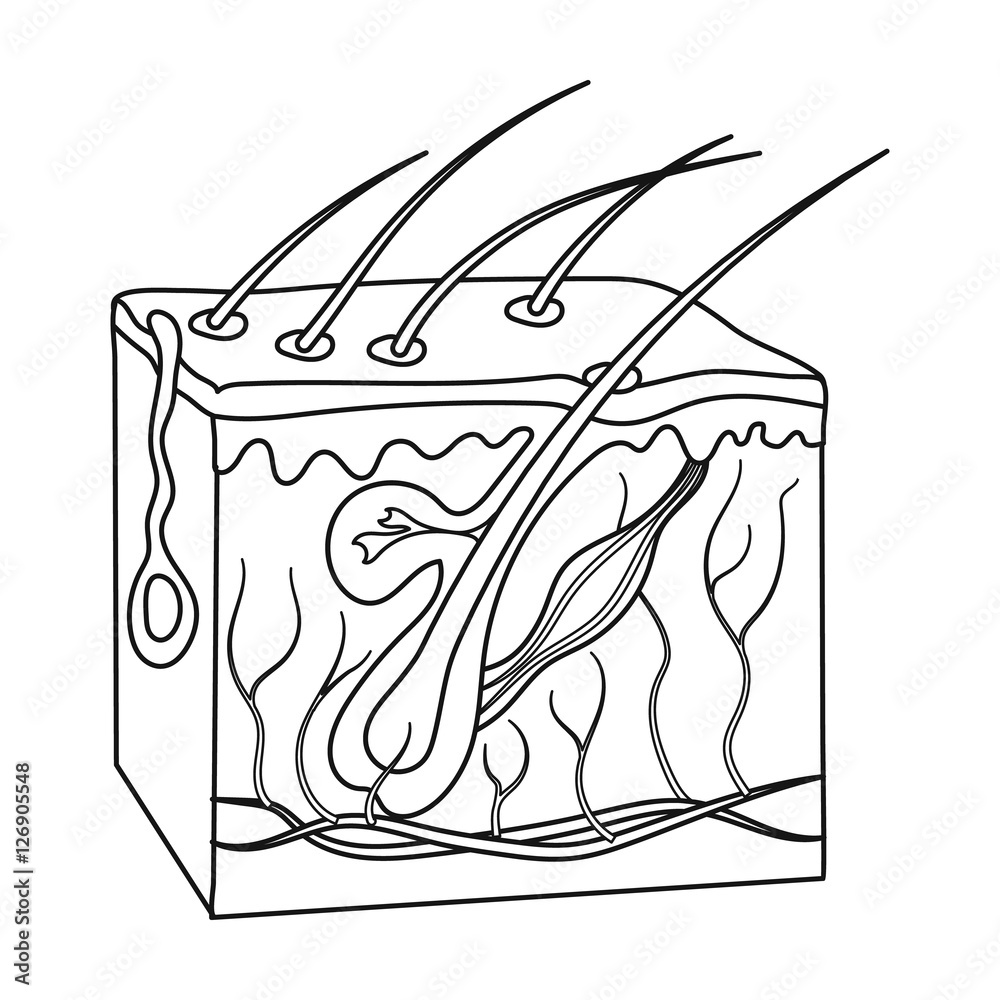 Skin icon in outline style isolated on white background. Organs symbol ...