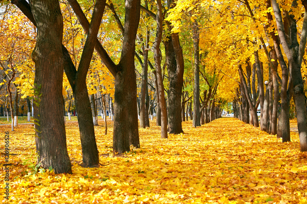 Beautiful Autumn Trees Wallpapers