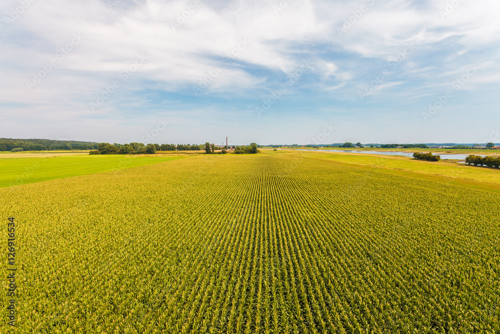 Rows Of Crops Aerial
