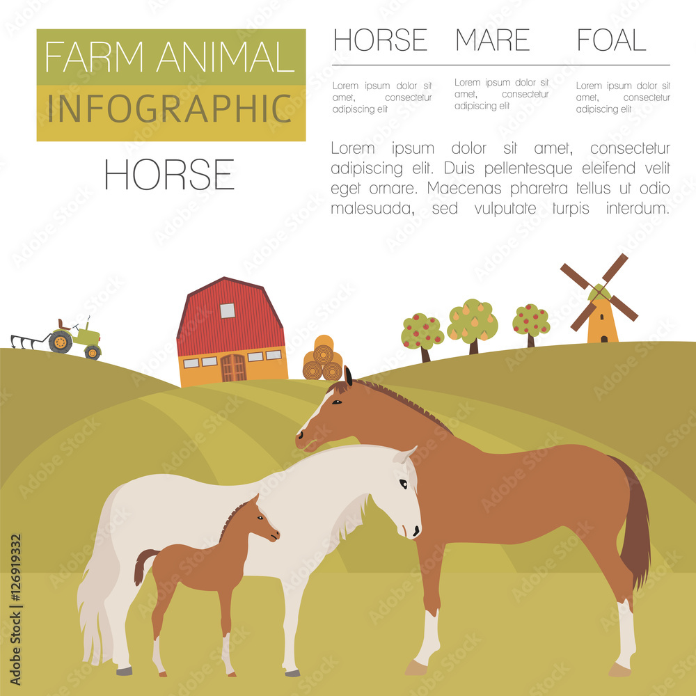 Horse farming infographic template. Stallion, mare, foal family. Stock ...
