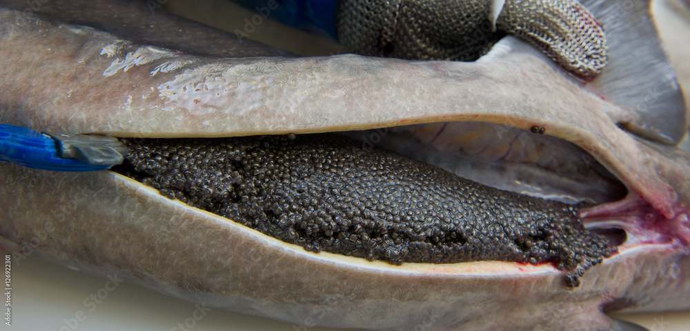Workers prepare caviar, removing the eggs of a female sturgeon 스톡 사진 ...