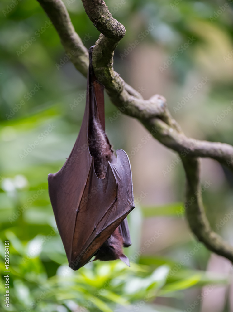 Bat Hanging Upside Down