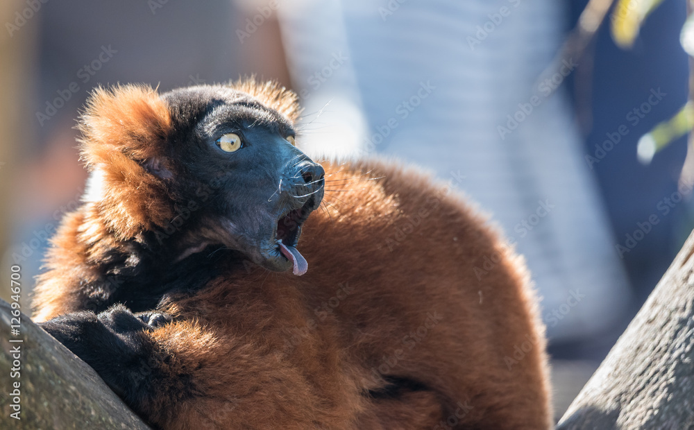 Affen Im Zoo Stock-Foto | Adobe Stock