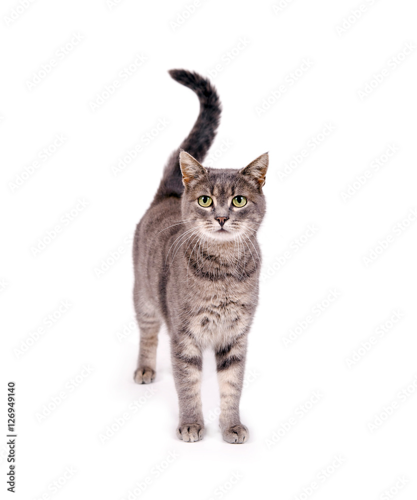 Katze stehend, frontal Stock-Foto | Adobe Stock