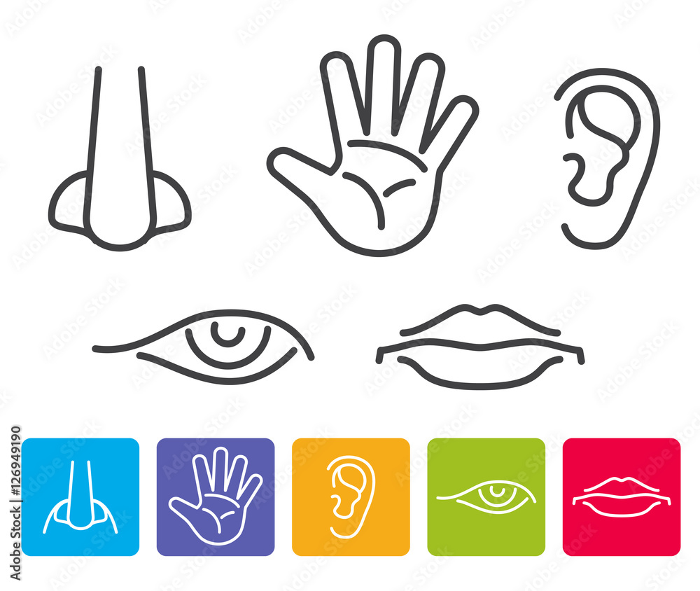 Five human senses smell, sight, hearing, taste, touch vector icons ...