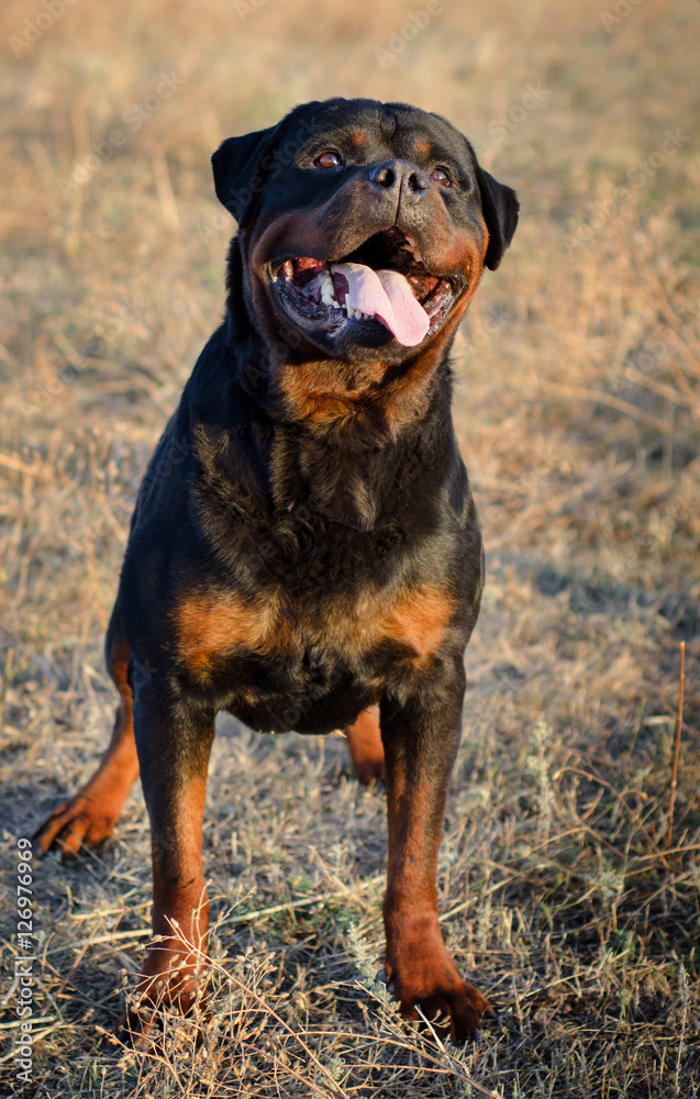Beautiful Rottweiler dog Stock Photo | Adobe Stock