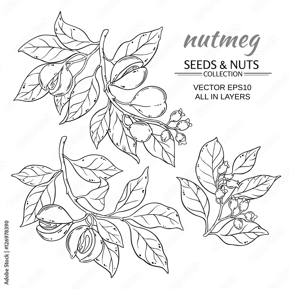 nutmeg vector set Stock Vector | Adobe Stock